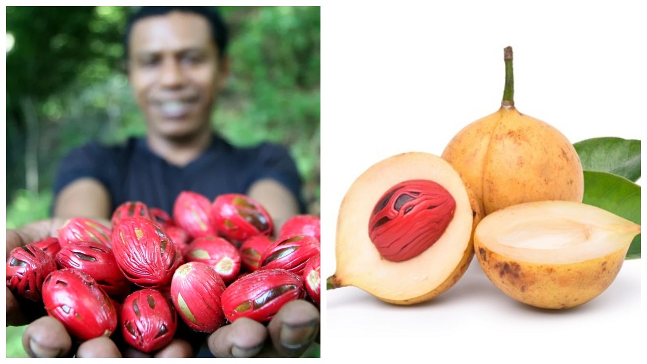 Mengenal Buah Pala dan Manfaatnya bagi Kesehatan yang Jarang Diketahui!