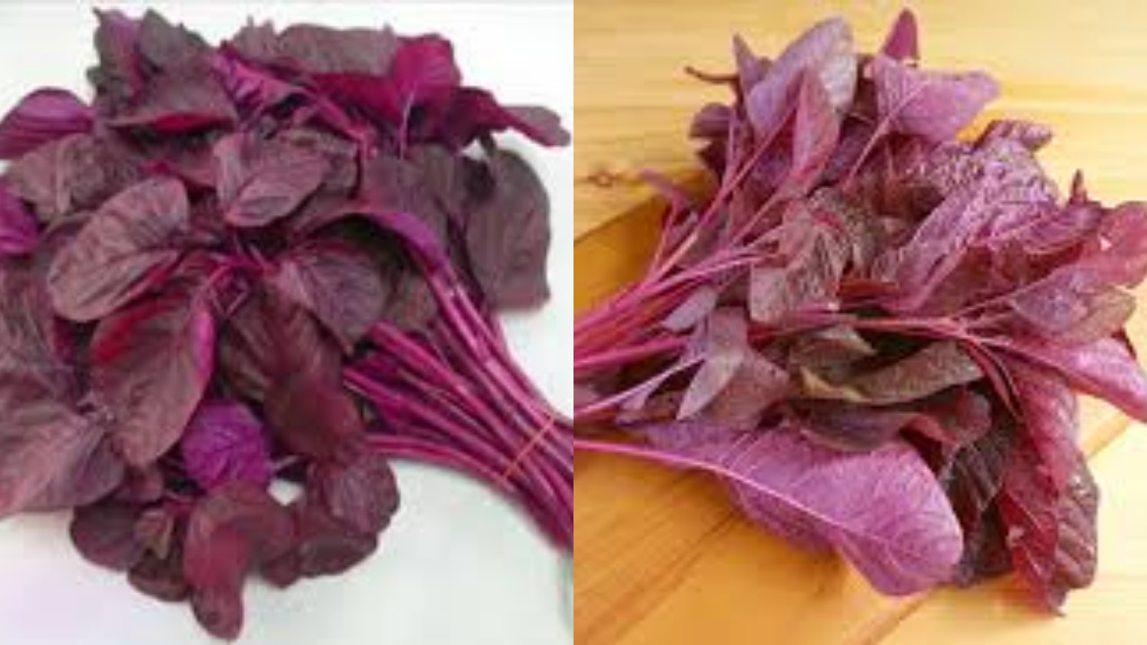 Bayam Merah: Si Daun Cantik dengan Segudang Manfaat untuk Tubuh