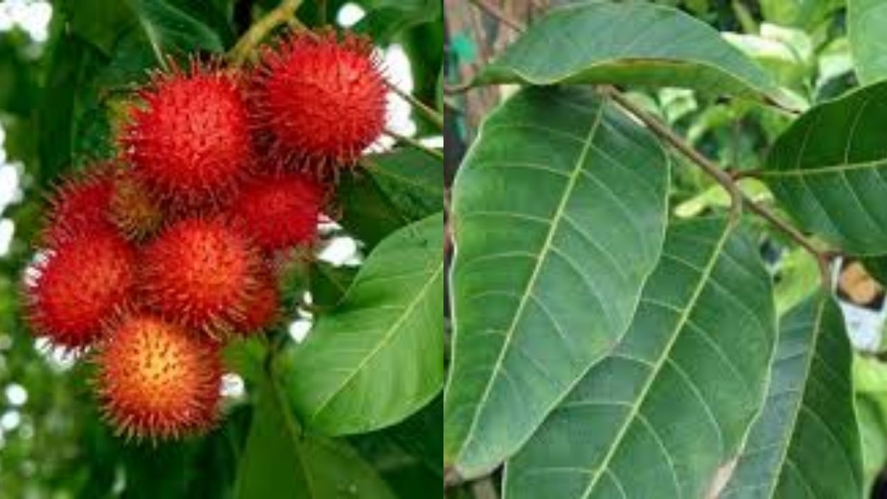 Coba Sekarang! 7 Manfaat Daun Rambutan Untuk Kesehatan Tubuh dan Kulit Mu
