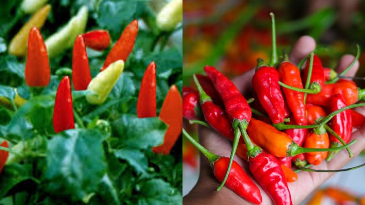Pedasnya Bikin Sehat! Inilah Manfaat Cabe Rawit Untuk Kesehatan Tubuhmu