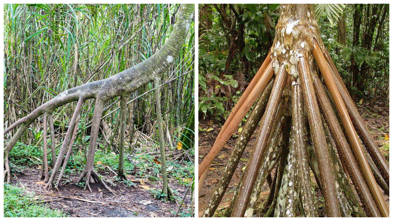 Walking Palm, Penomena Pohon “Berjalan” dari Hutan Amazon? Ini ...