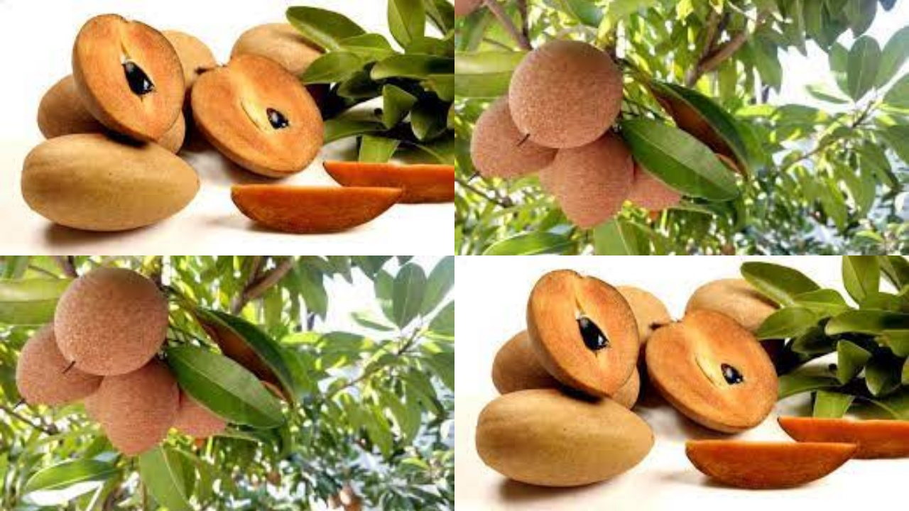 Manfaat Buah Sawo Untuk Kesehatan: Dari Pencernaan Hingga Kulit Glowing